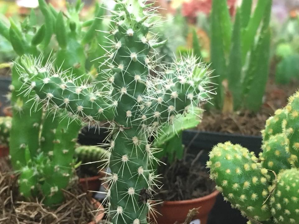 過去の当たり前に感謝しながら、暫くのんびり暮らします。 | アロマで感情解放｜クリスタライズ